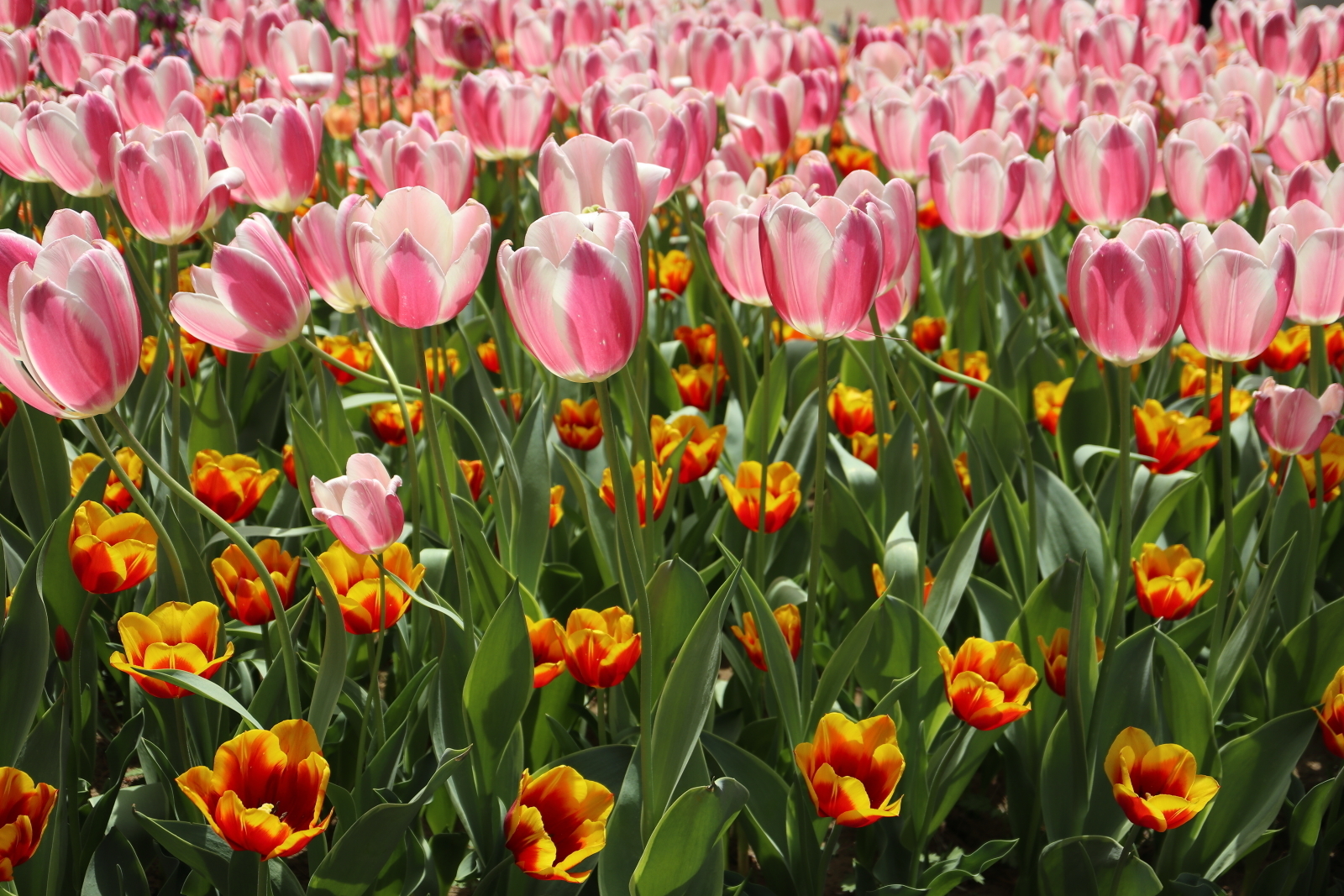 ひたち海浜公園のチューリップ: 花が咲く風景の写真と、オマケJCW