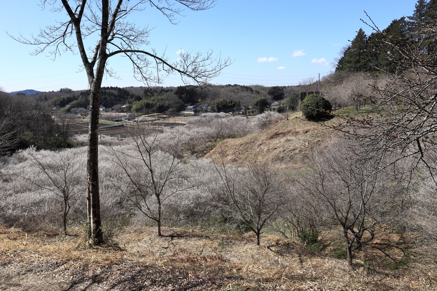 市貝町 観音山梅の里 梅園: 花が咲く風景の写真と、オマケJCW