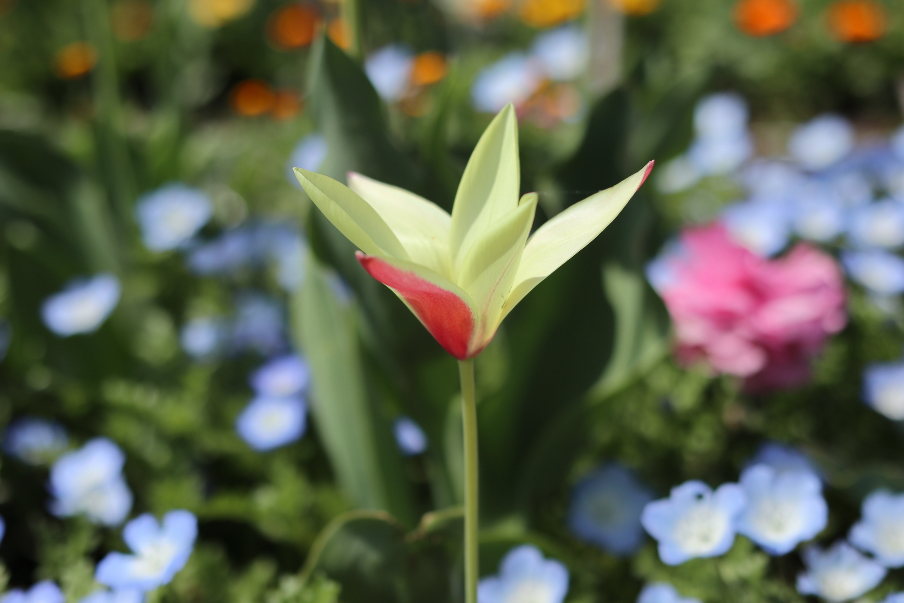 壬生町 とちぎわんぱく公園のチューリップ: 花が咲く風景の写真と、オマケJCW