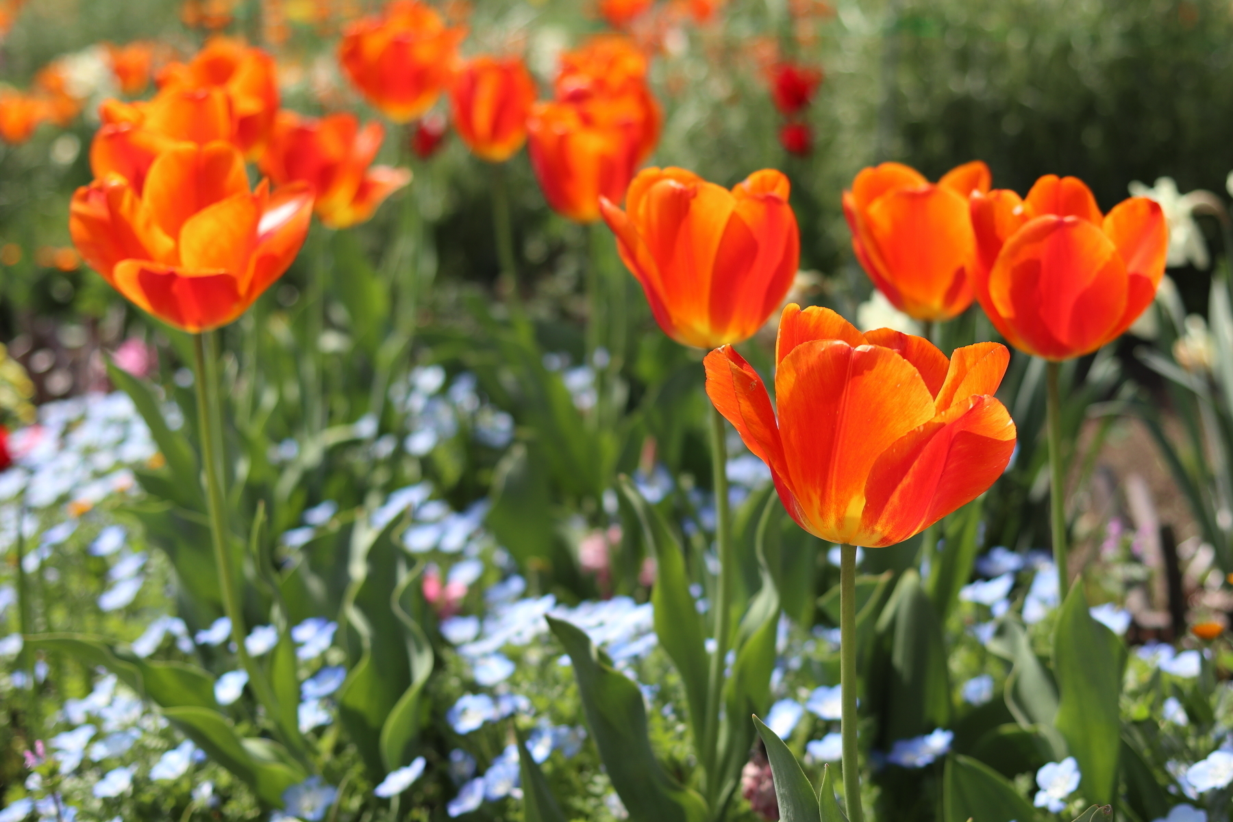 壬生町 とちぎわんぱく公園のチューリップ: 花が咲く風景の写真と、オマケJCW