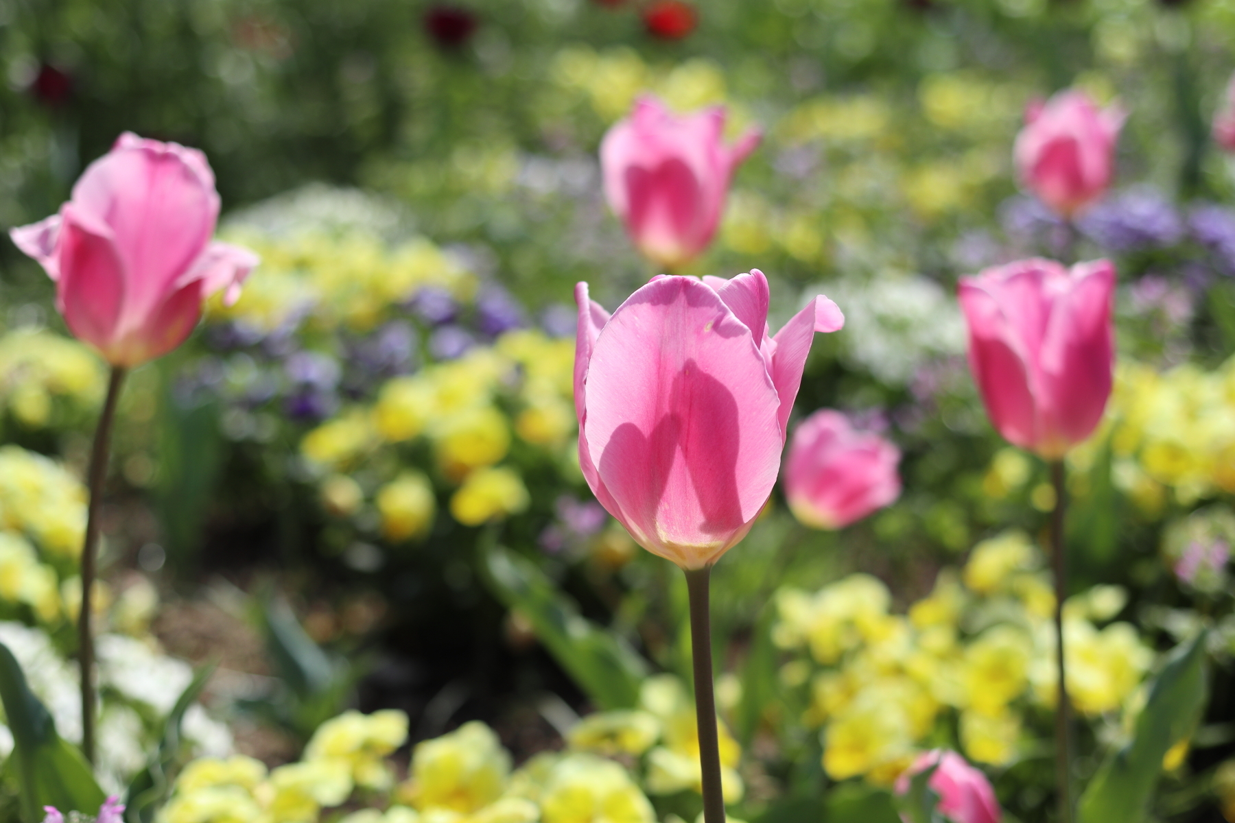 壬生町 とちぎわんぱく公園のチューリップ: 花が咲く風景の写真と、オマケJCW