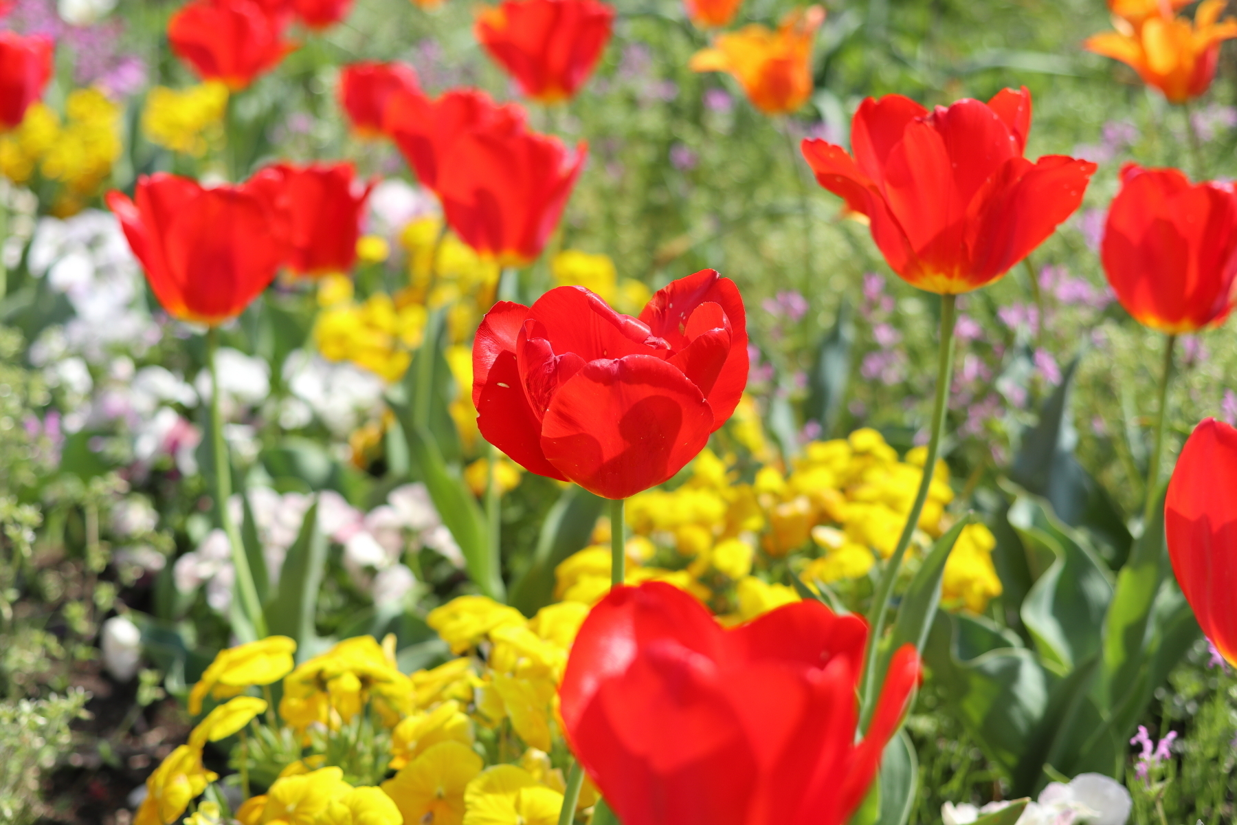 壬生町 とちぎわんぱく公園のチューリップ: 花が咲く風景の写真と、オマケJCW