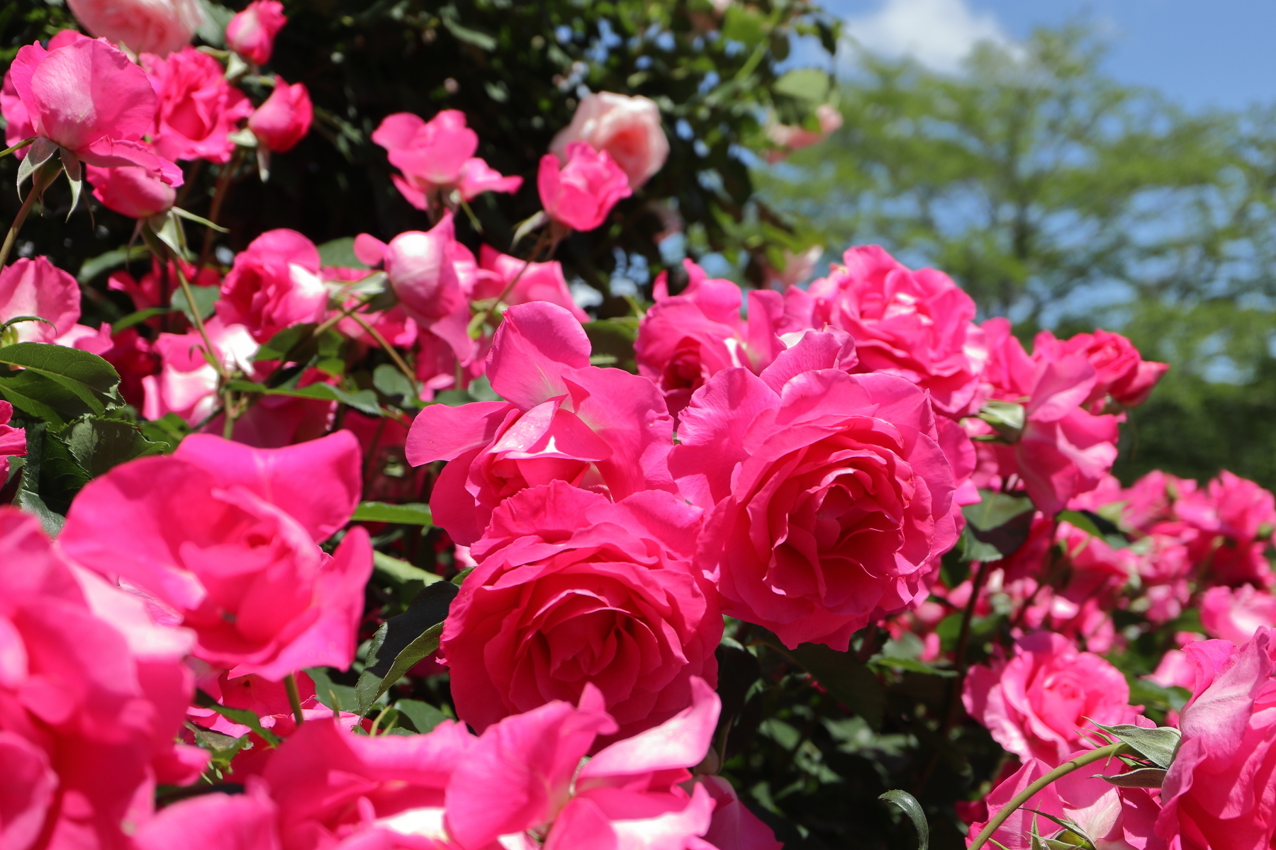 中之条ガーデンズのバラ: 花が咲く風景の写真と、オマケJCW