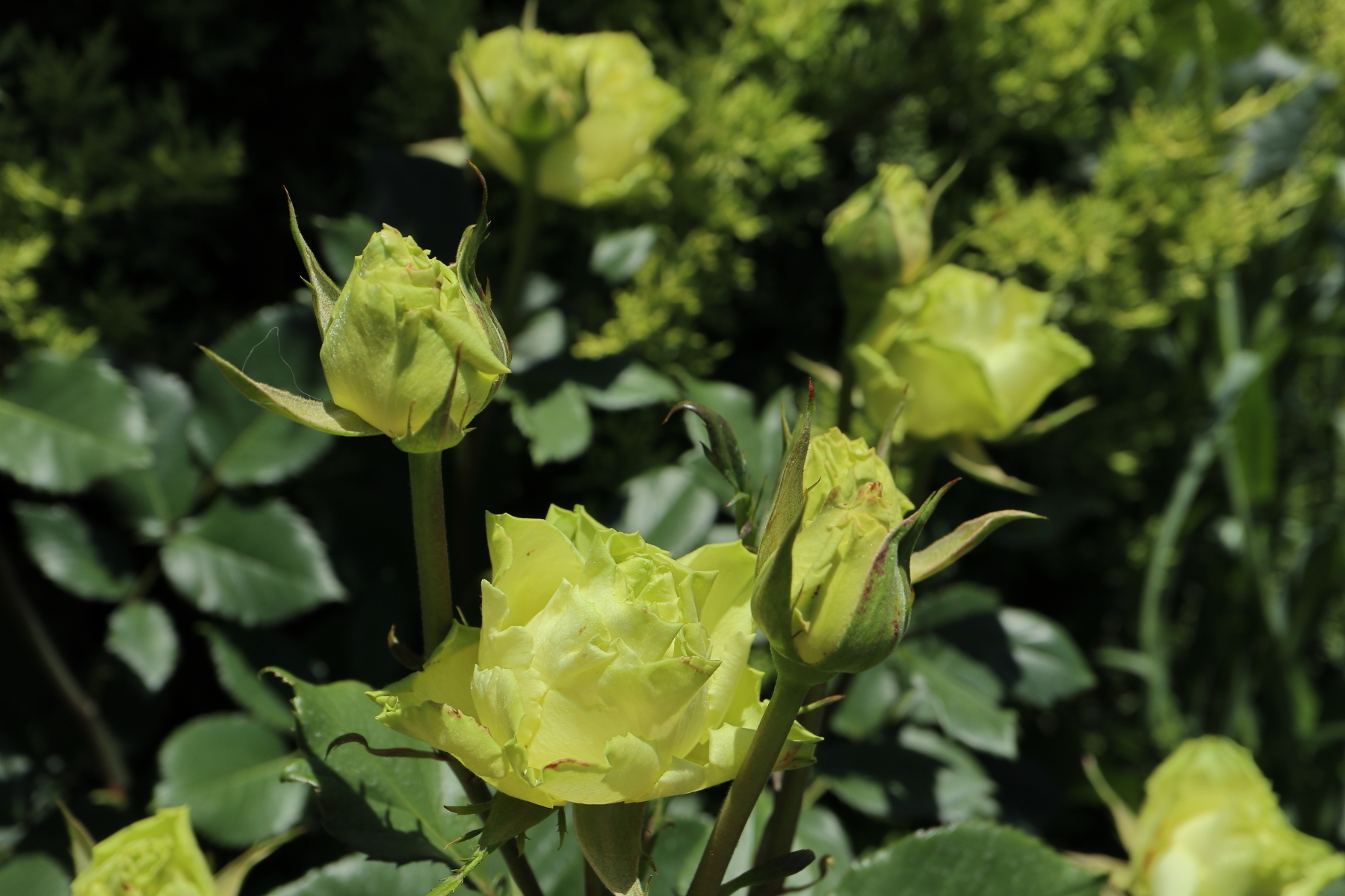 中之条ガーデンズのバラ: 花が咲く風景の写真と、オマケJCW